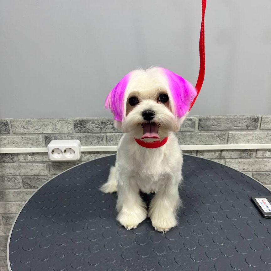 Мальтийская болонка в добрые руки