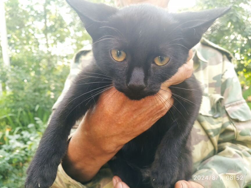 Отдаётся в добрые руки милый котёнок