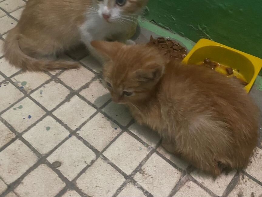 Котята в добрые руки