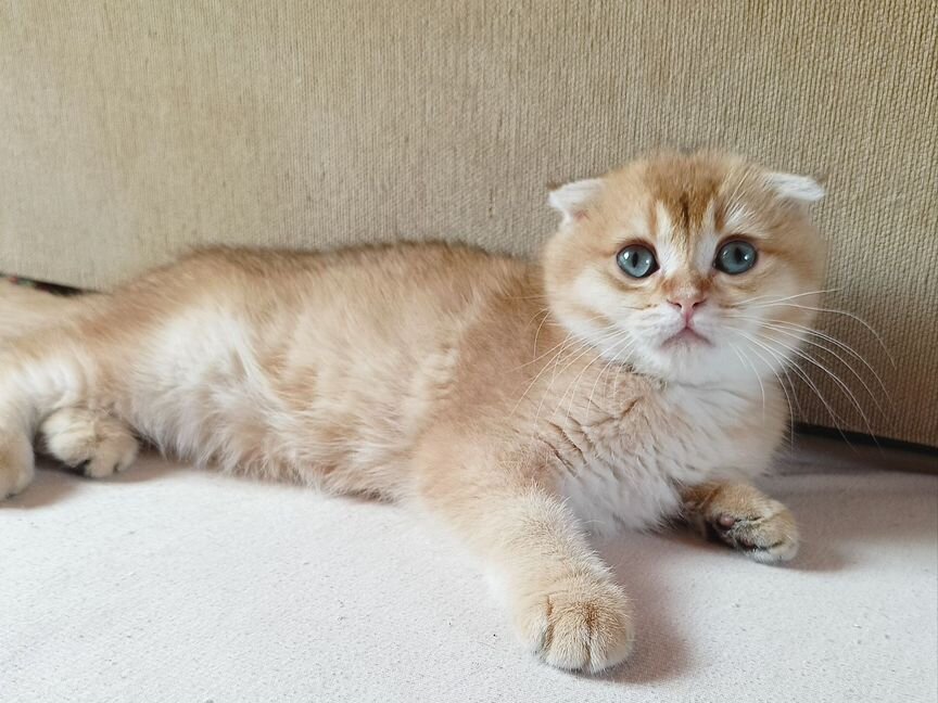 Шотландий котик
