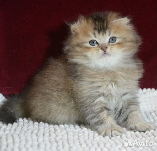 Пушистая девочка