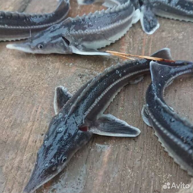 Малек рыб на зарыбление