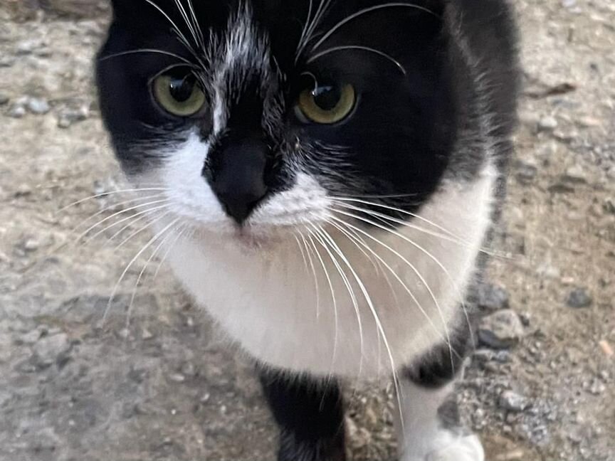 Кот Гришка, ищет семью