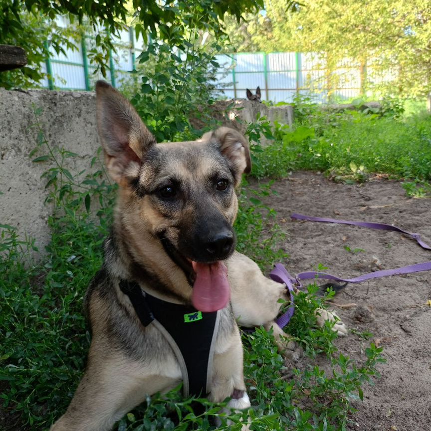 Собака в приюте в добрые руки бесплатно дар