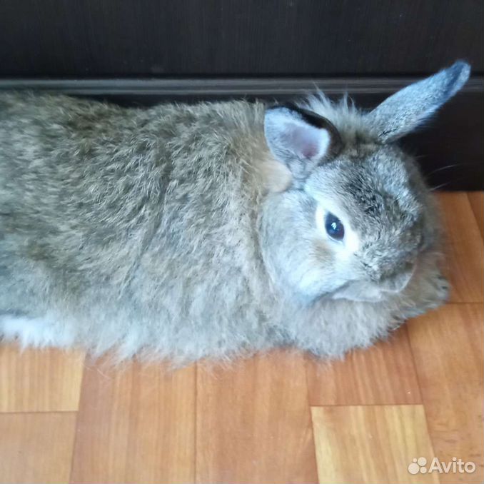 Домашний кролик декоративный