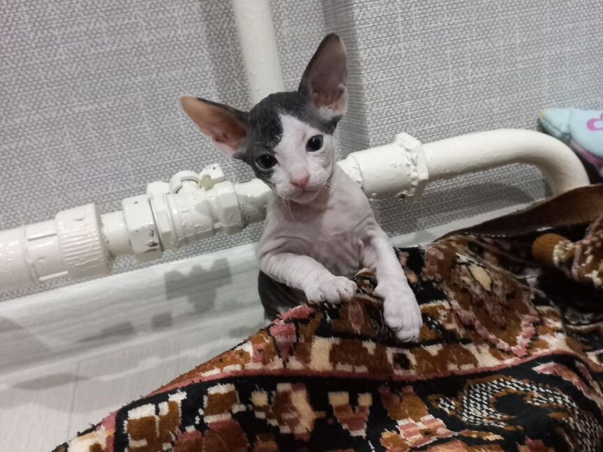 Котята сфинкс велюр