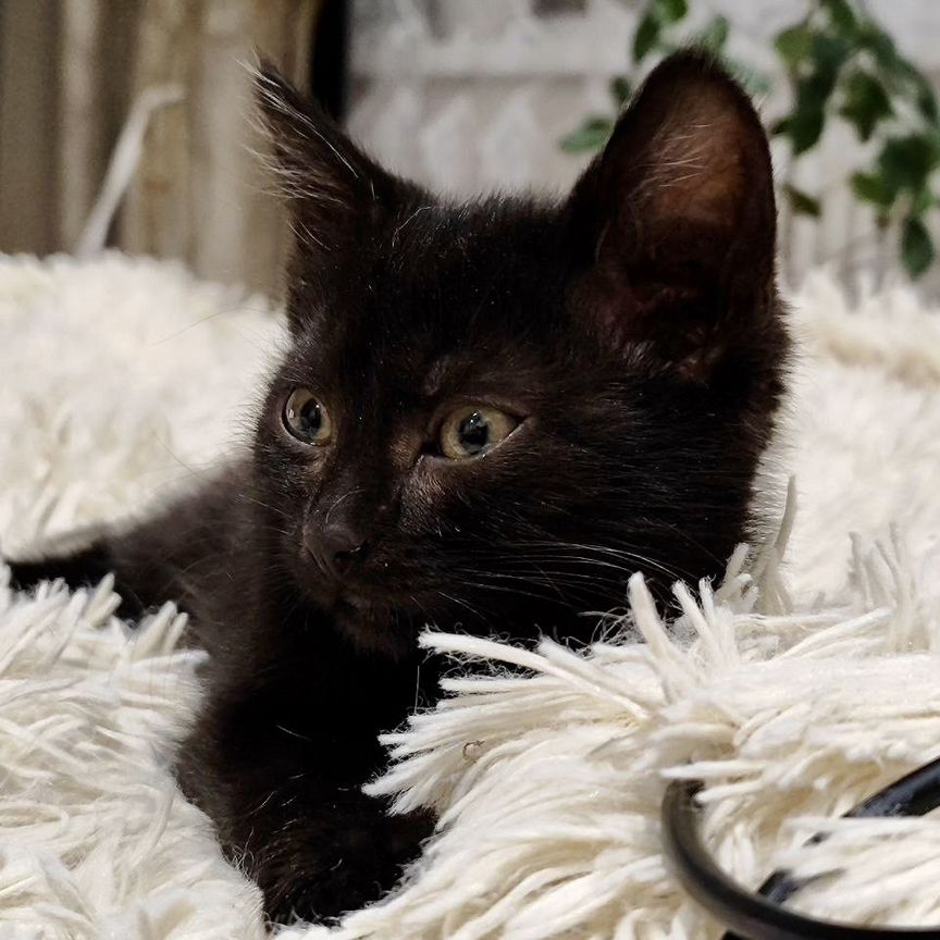 Котенок девочка Моника ищет дом