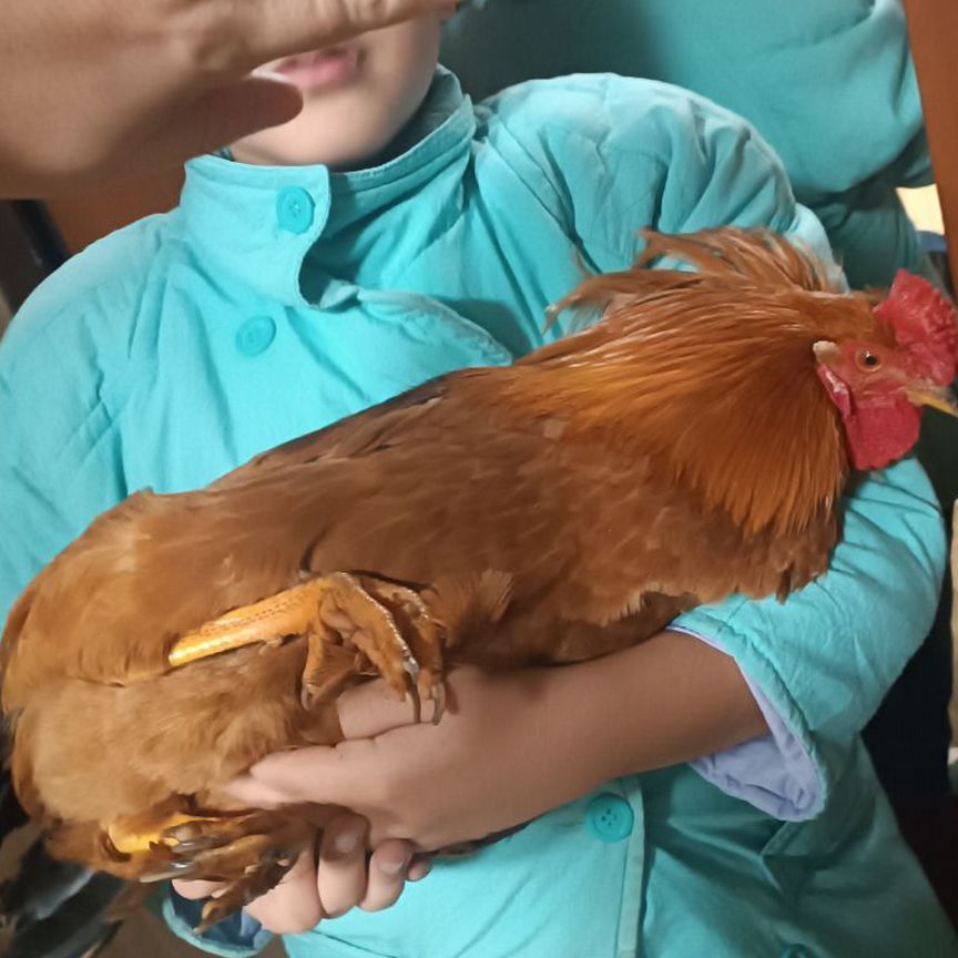 Петух кучинский