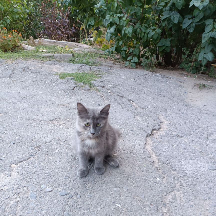 Котёнок кошечка 3 месяца,в добрые руки