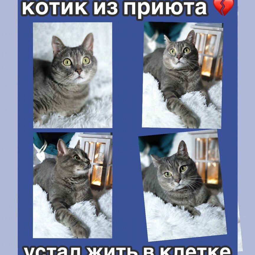 Прелестный кот