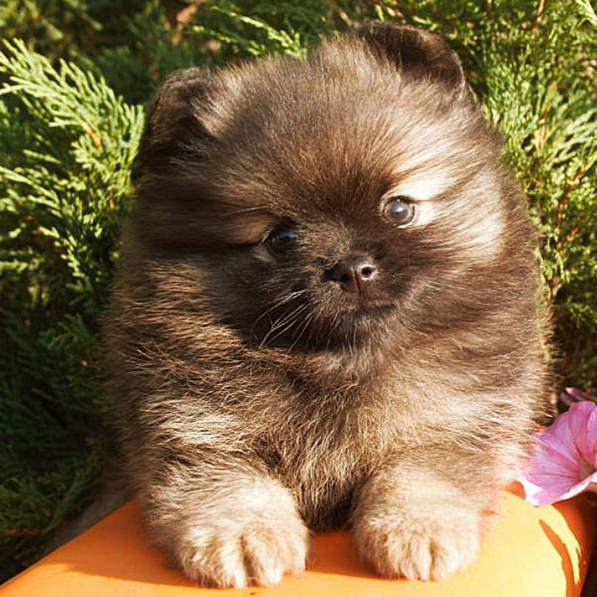 Померанский шпиц