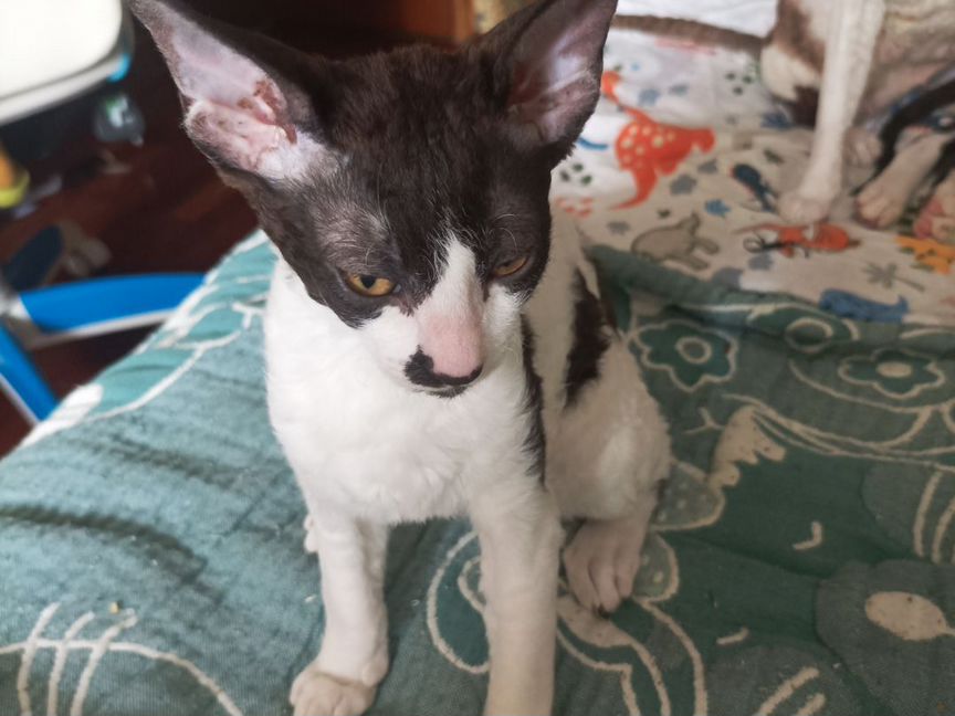 Корниш-рекс девочка