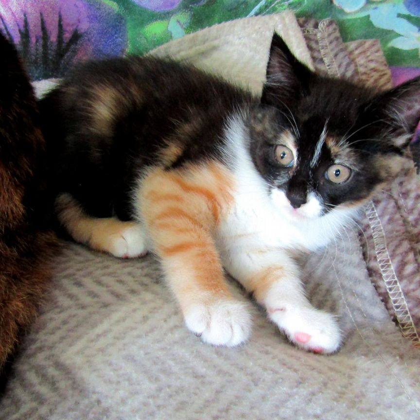 Котёнок в добрые руки