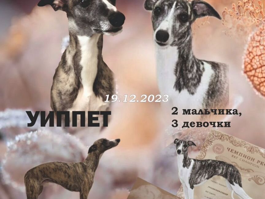 Щенки Уиппет РКФ