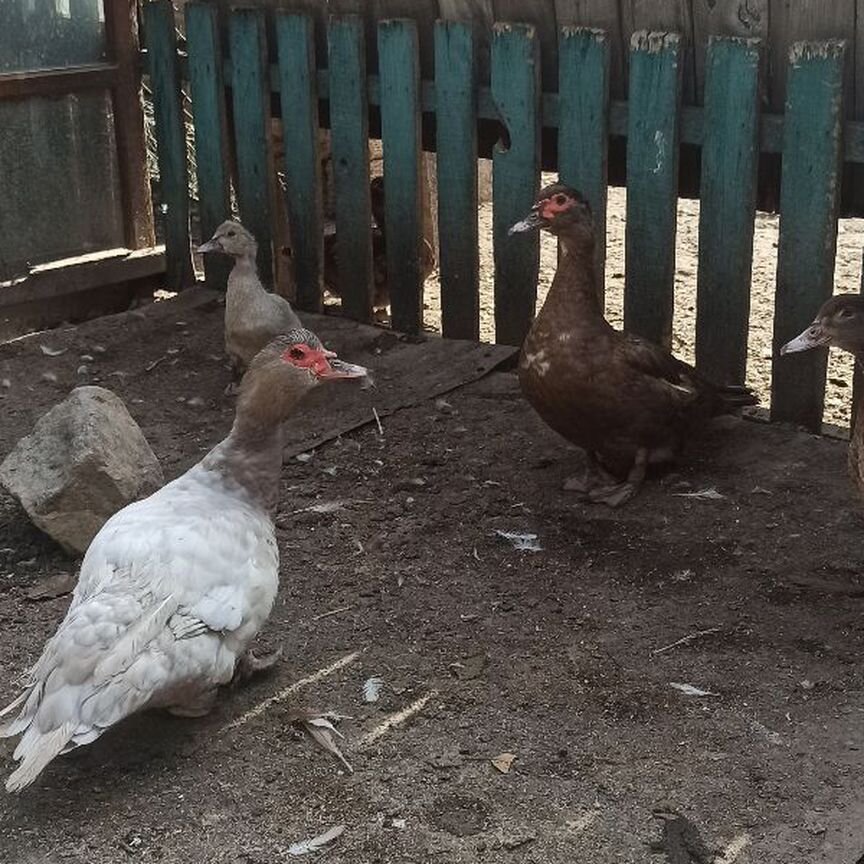 Мускусные утки тяжелые линии