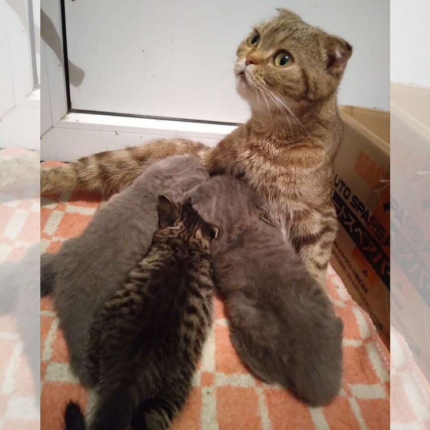 Шотландская вислоухая кошка бесплатно