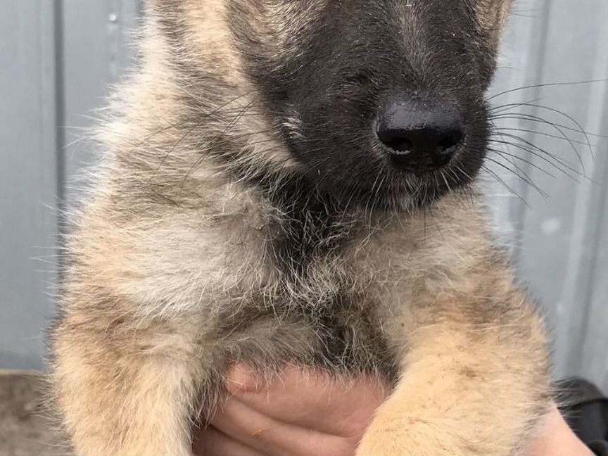 Кнопка в добрые руки