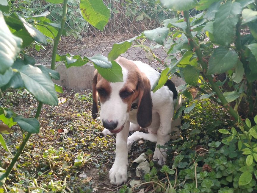 Эстонская гончая щенок