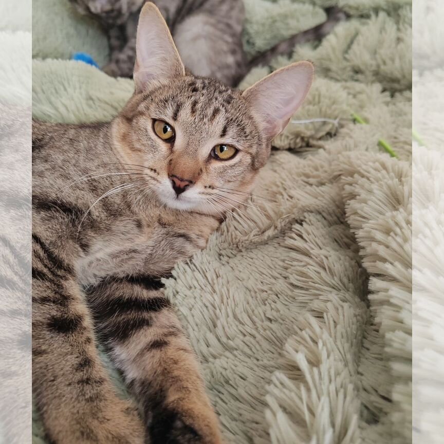 Котенок девочка 4 месяца