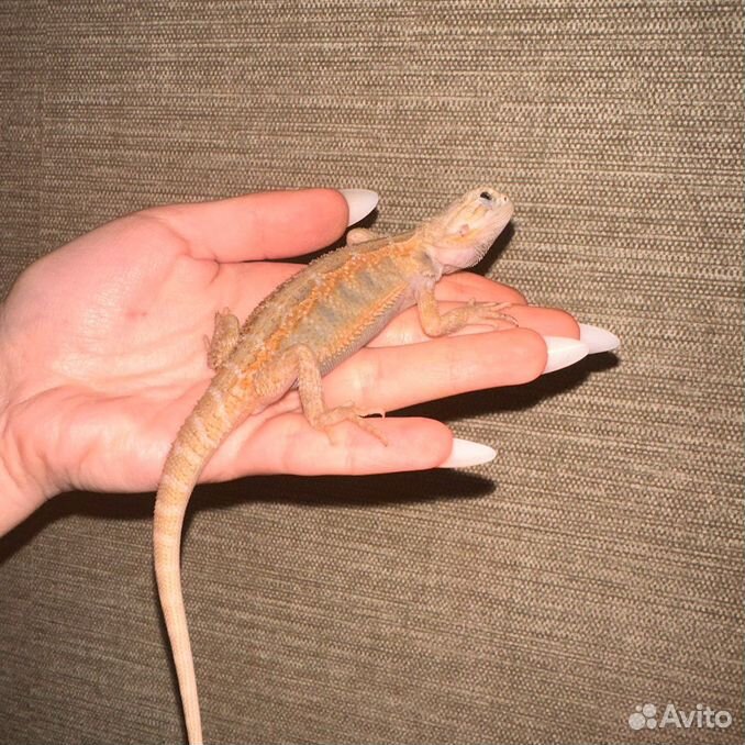 Бородатая агама