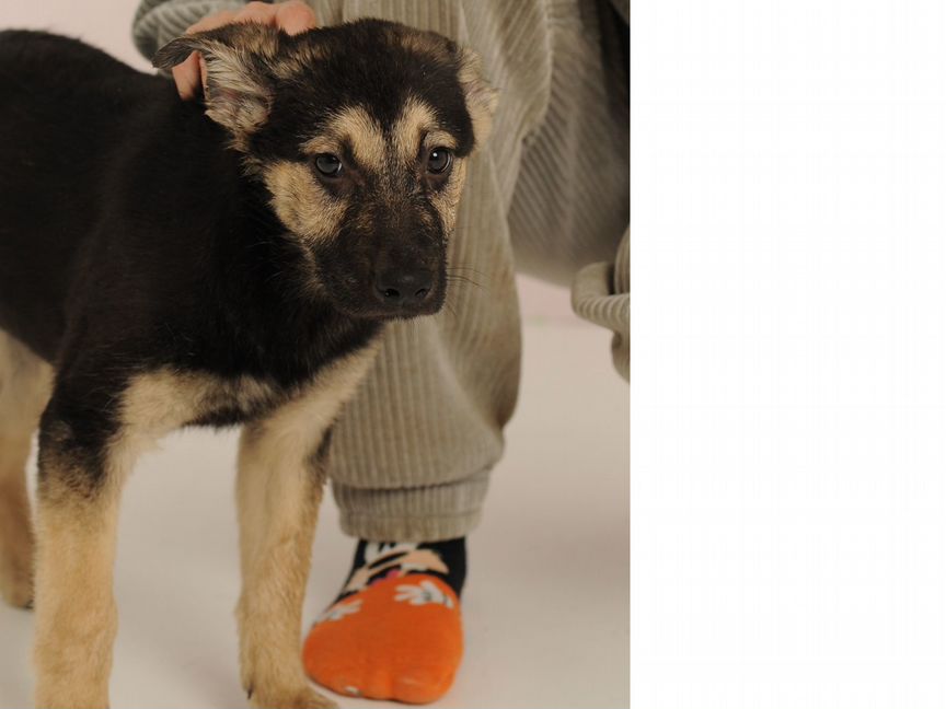 Маленькая овчаристая собачка ищет дом