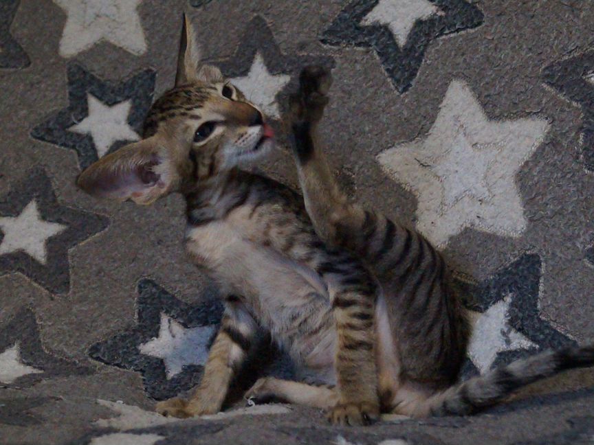 Тигренок в ваш дом