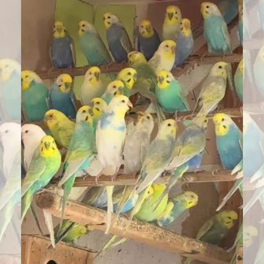 Попугаи разных пород оптом и в розницу
