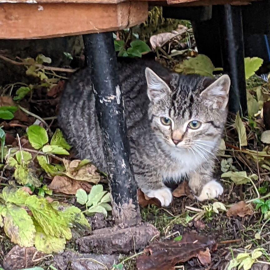 Котята в добрые руки даром бесплатно