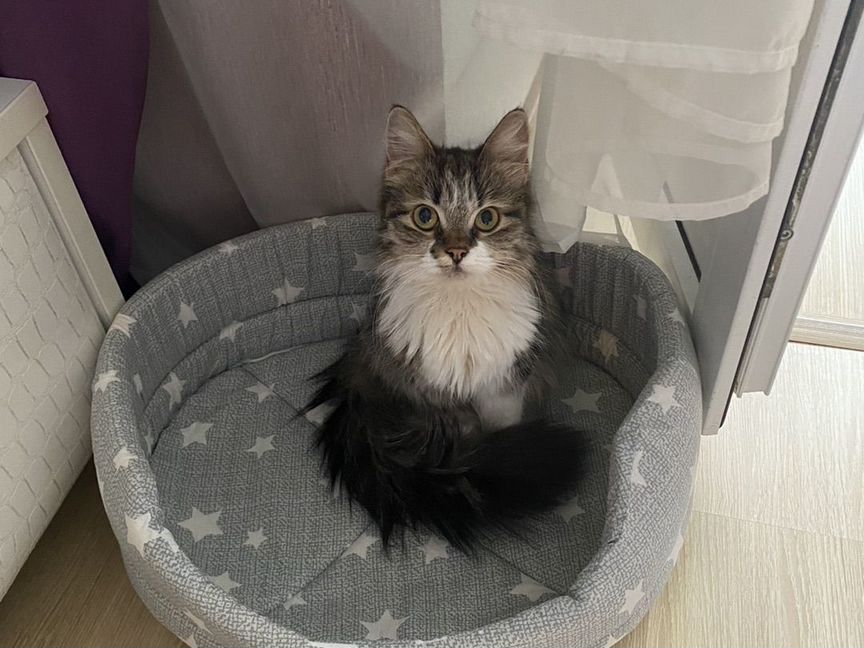 Алиса кошечка