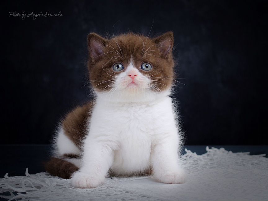 Британский котёнок Оливер