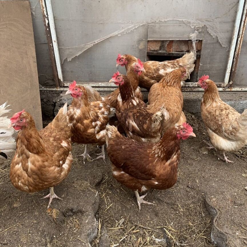 Курицы несушки