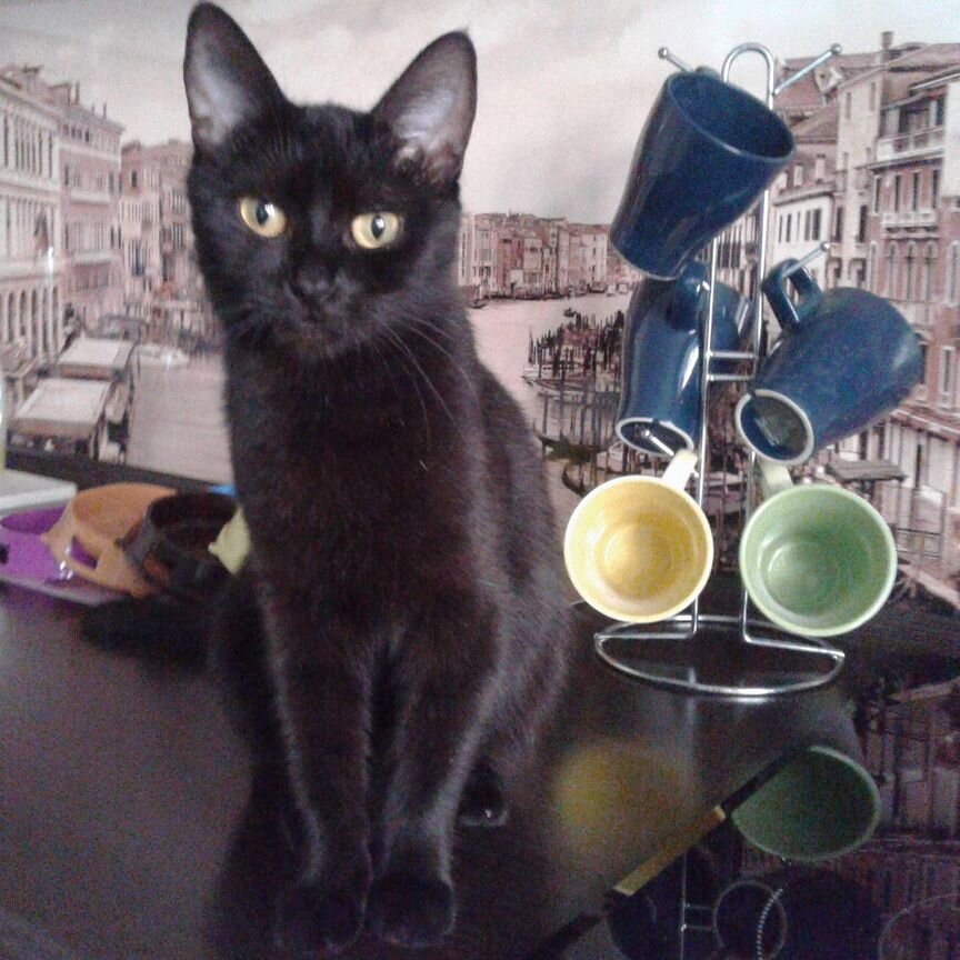 Красивый котенок (девочка) черного окраса