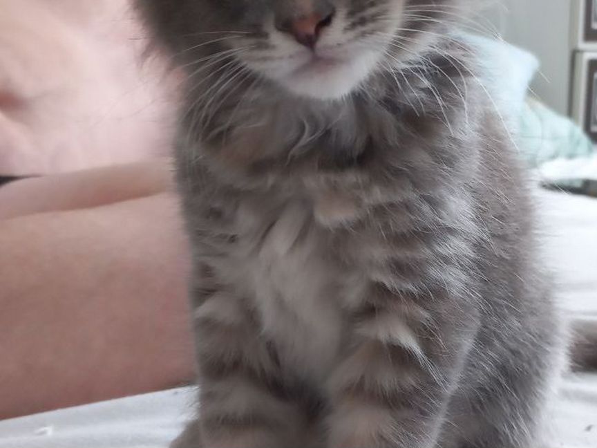 Кошка