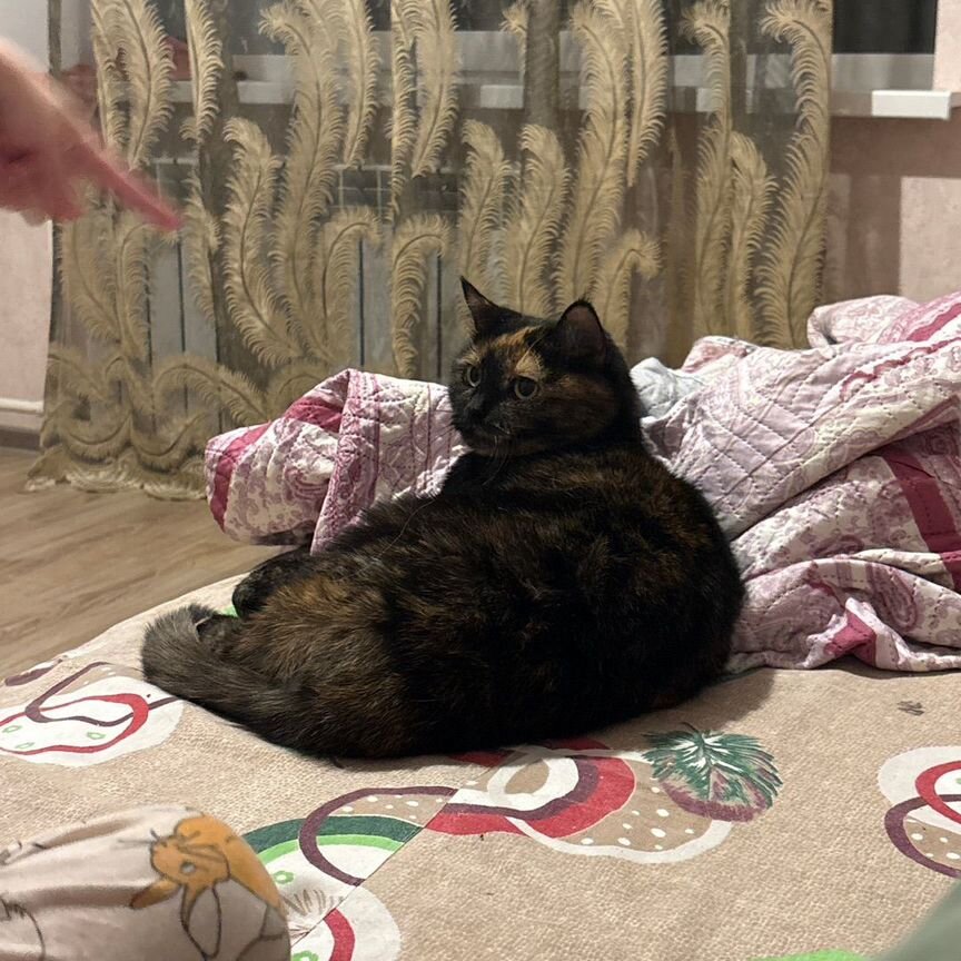 Взрослая, кошка в добрые руки