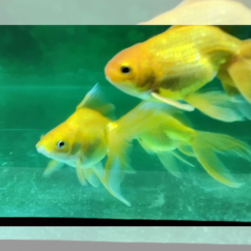 Золотые рыбки