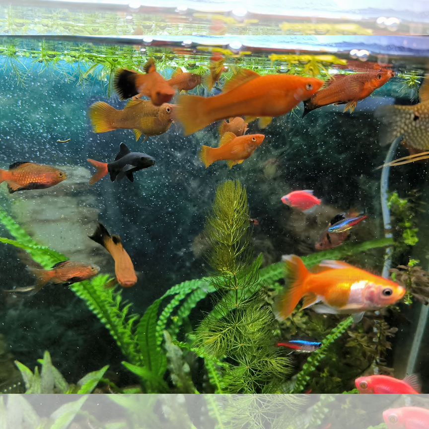 Меченосцы стайкой