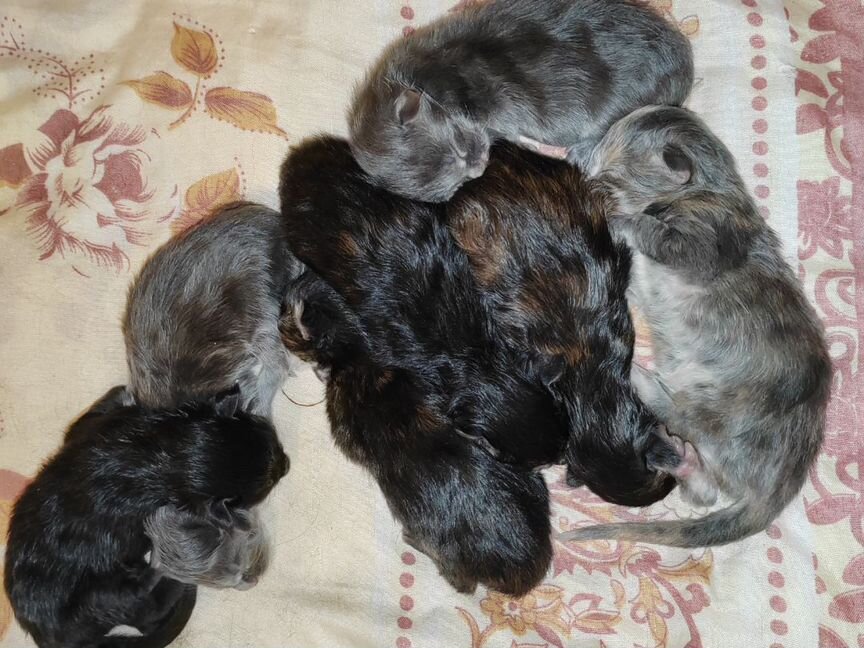 Продам котят мейн кун