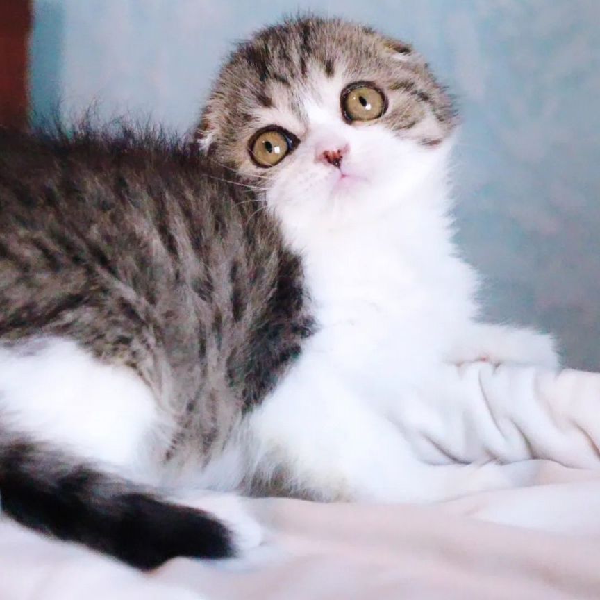 Шотландский вислоухий короткошёрстный котёнок