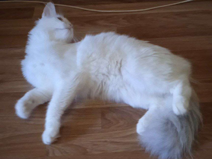 Кот Пётр 1год ищет своего хозяина или передержку