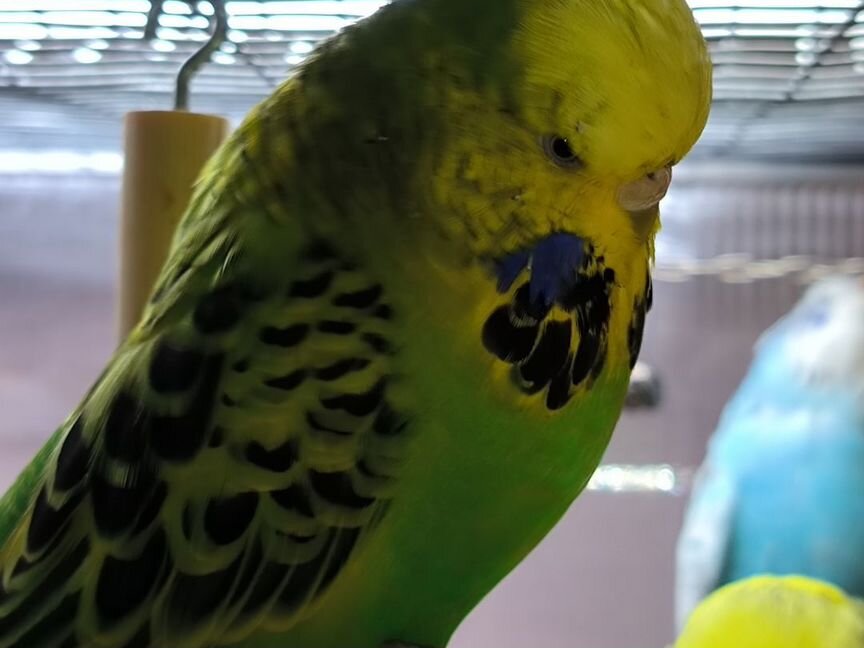 Попугай чех самка