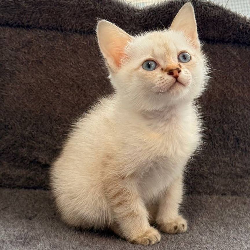 Меконгский бобтейл котёнок