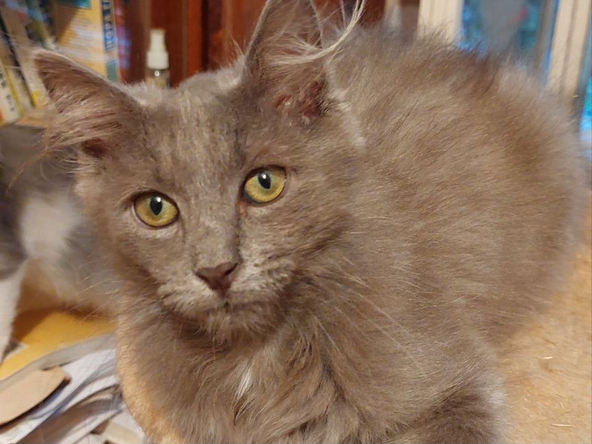 Котенок в добрые руки
