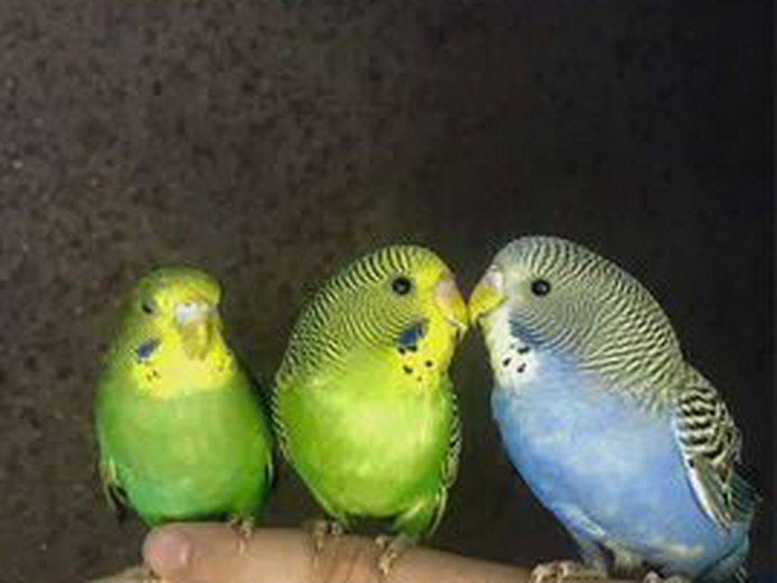Попугаи волнистые птенцы