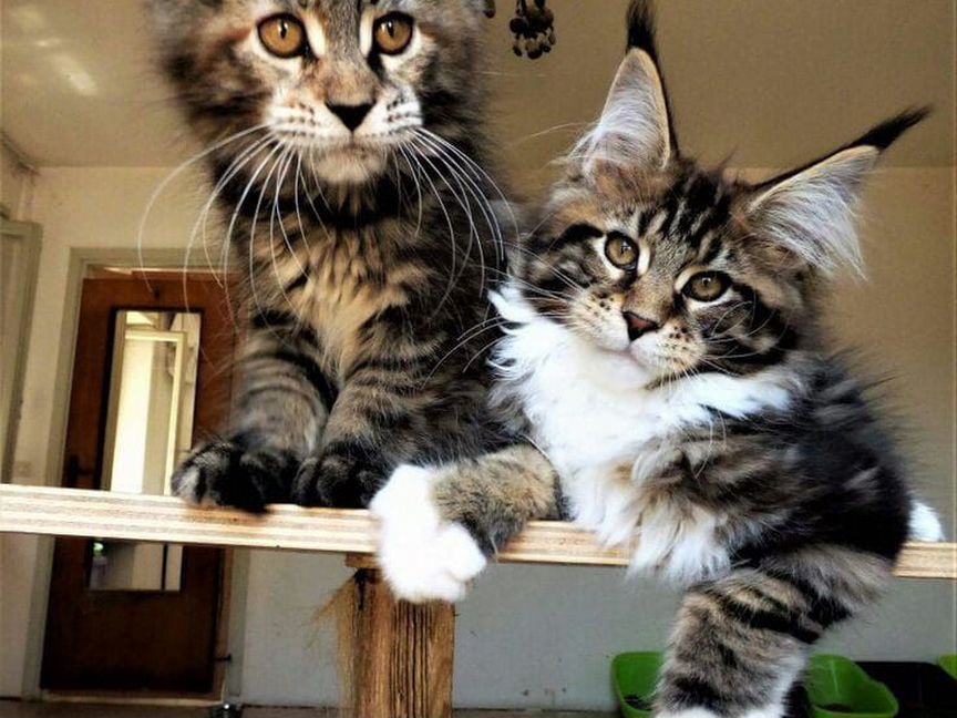 Котята Мейн Куна