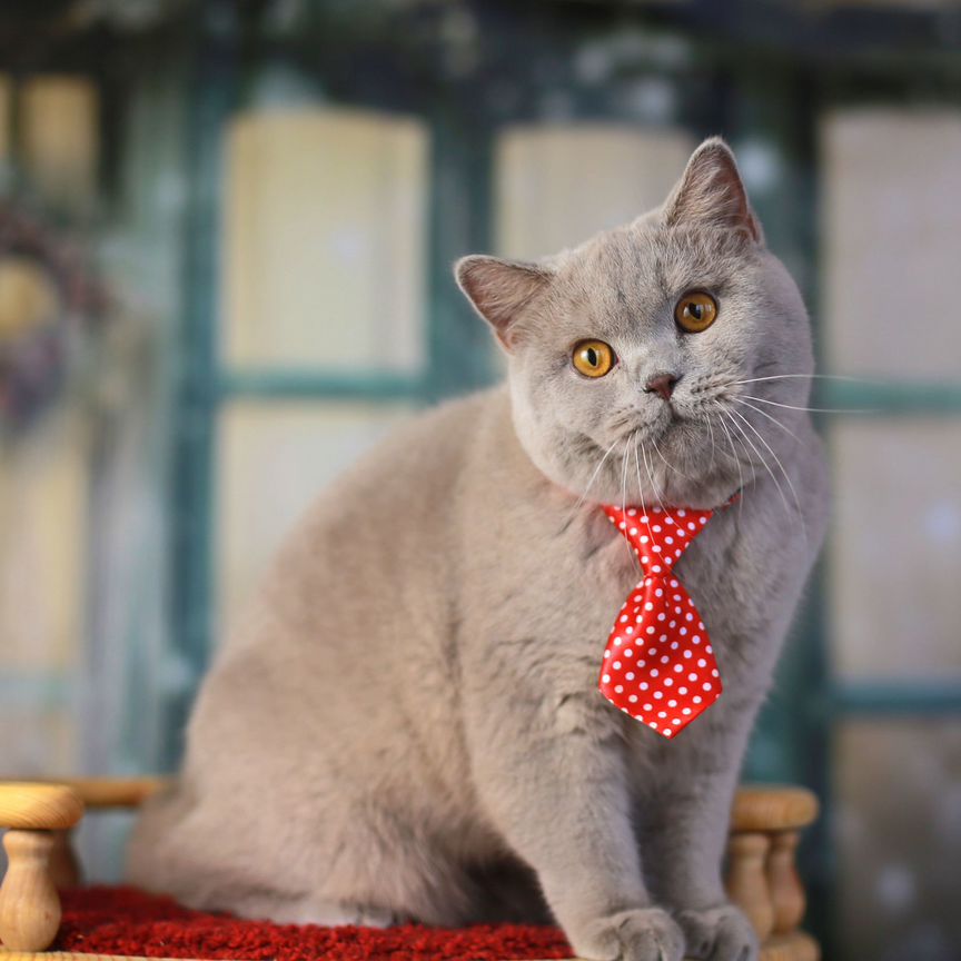 Шикардосный Сливочный британский котик