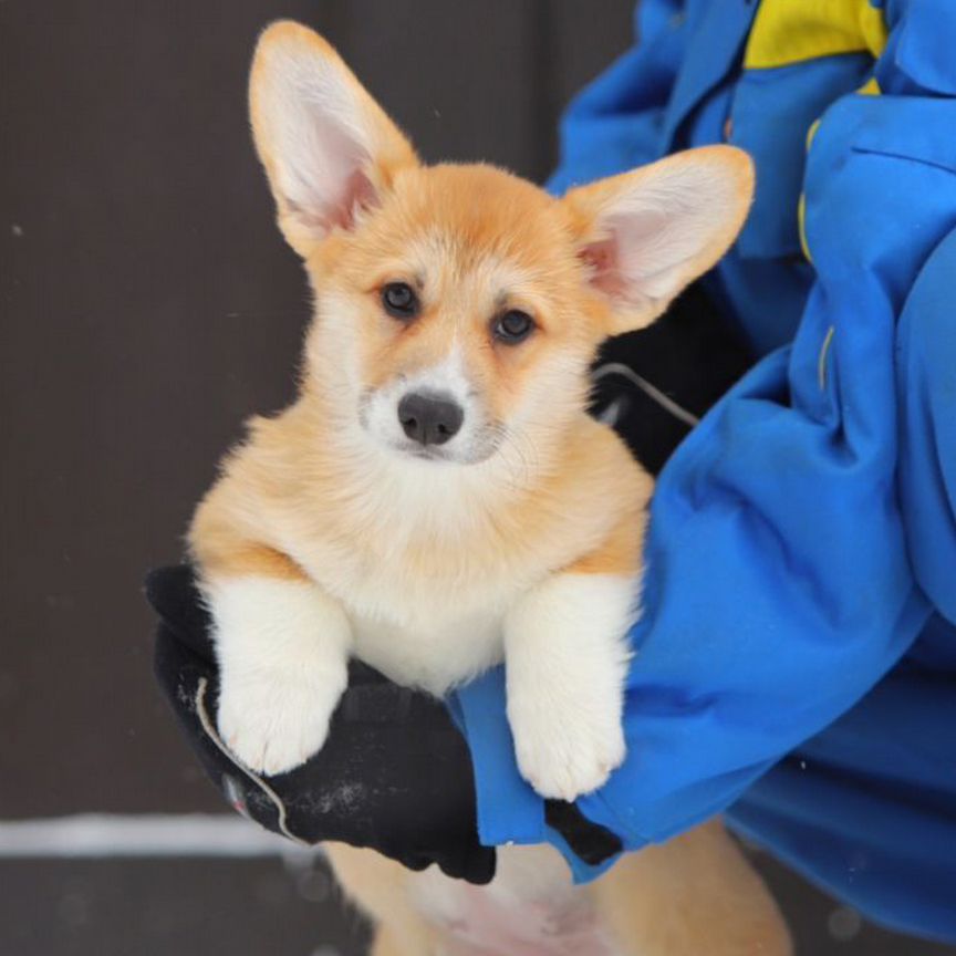 Вельш Корги Пемброк, щенок