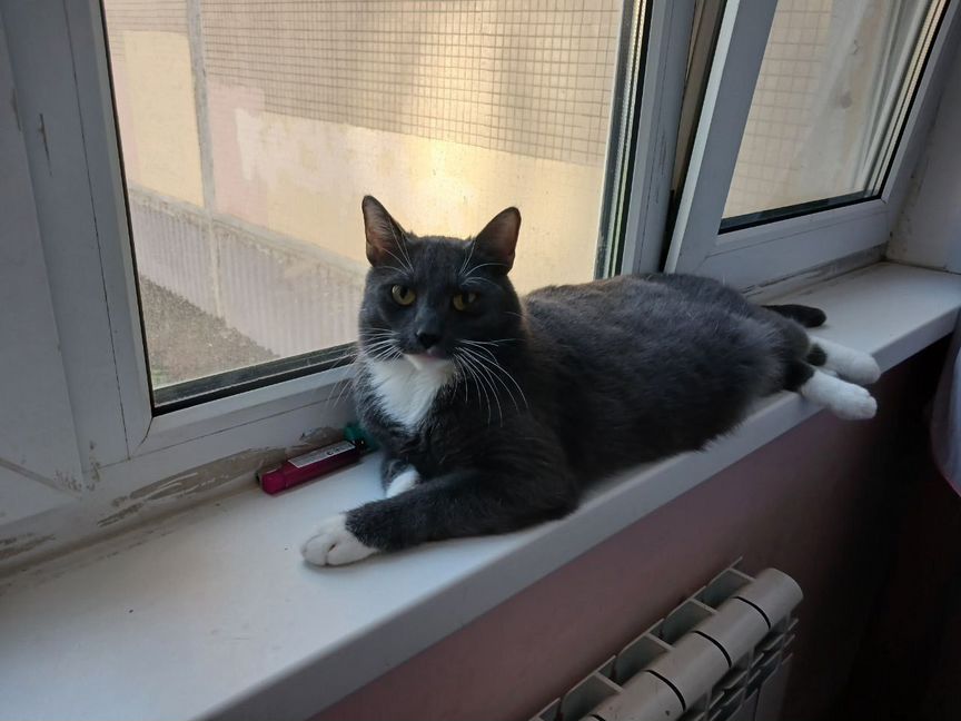 Кот