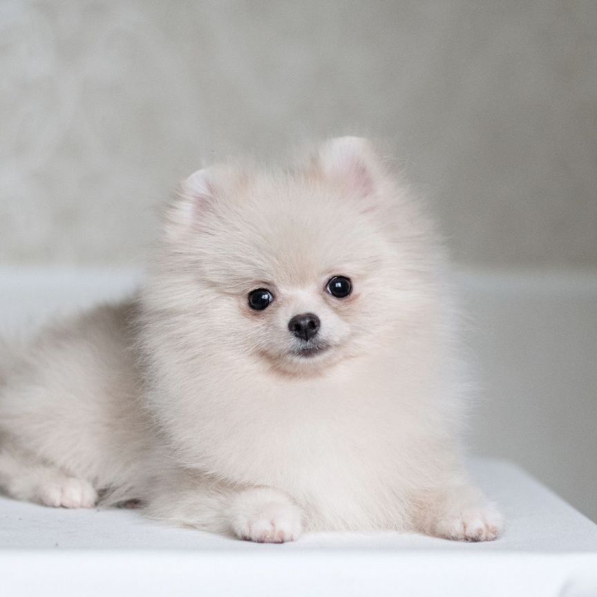 Парень-пом "на подушечку"