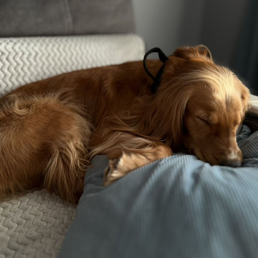 Кокер спаниель, взрослый пёс