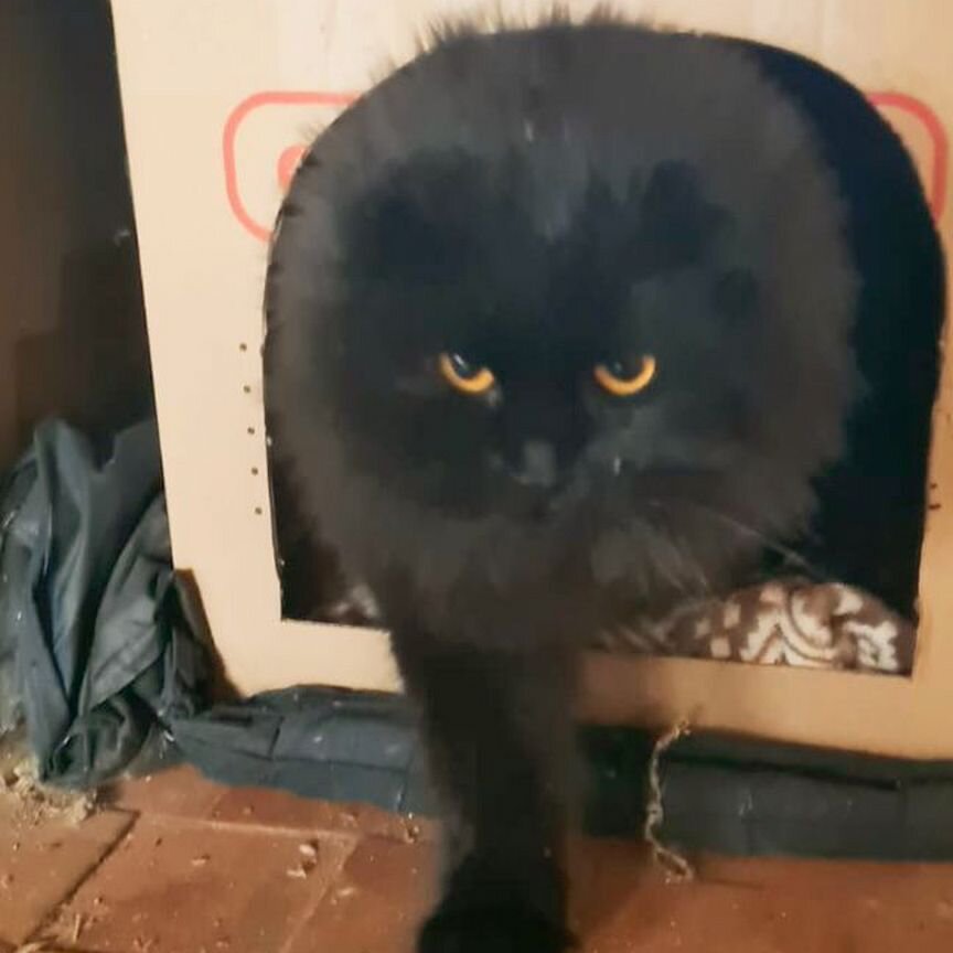 Отдам кота в добрые руки бесплатно